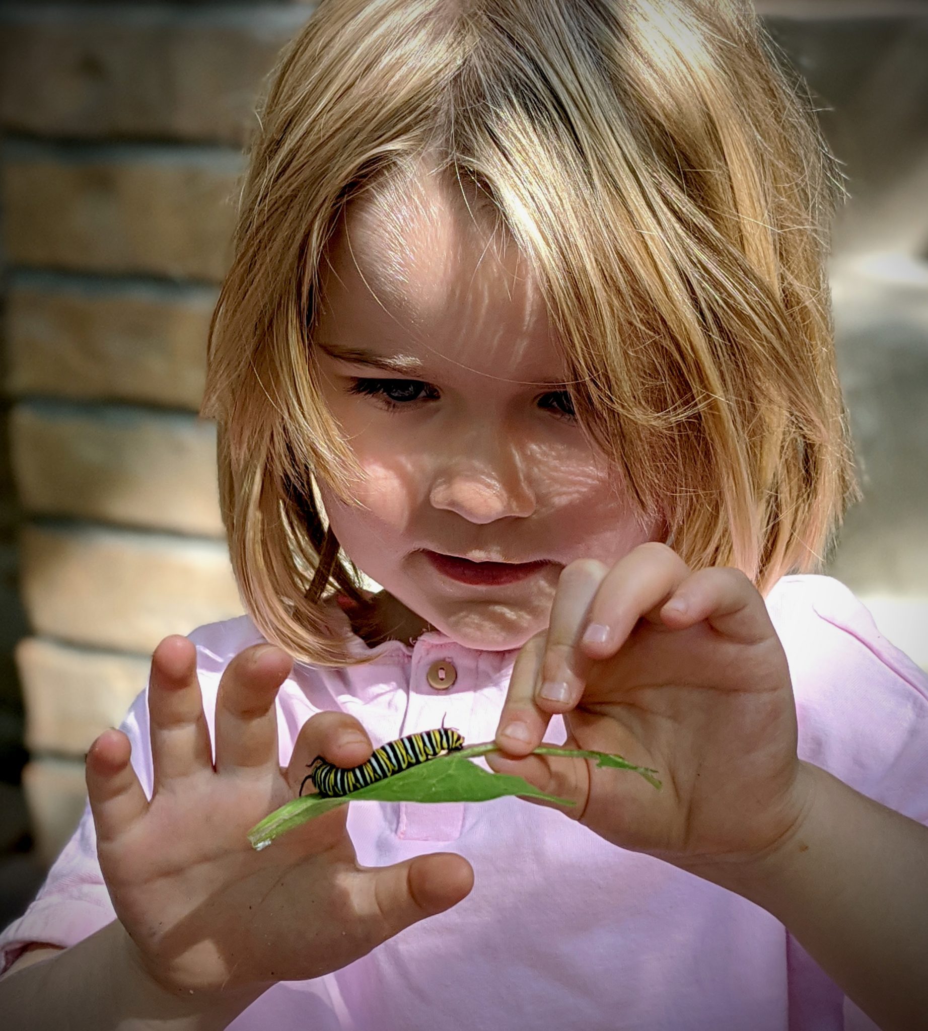 Should We Still Raise Monarch Butterflies The Monarch Crusader